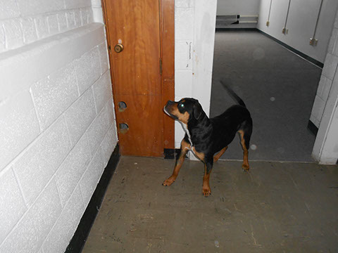 K-9 One Search and Rescue